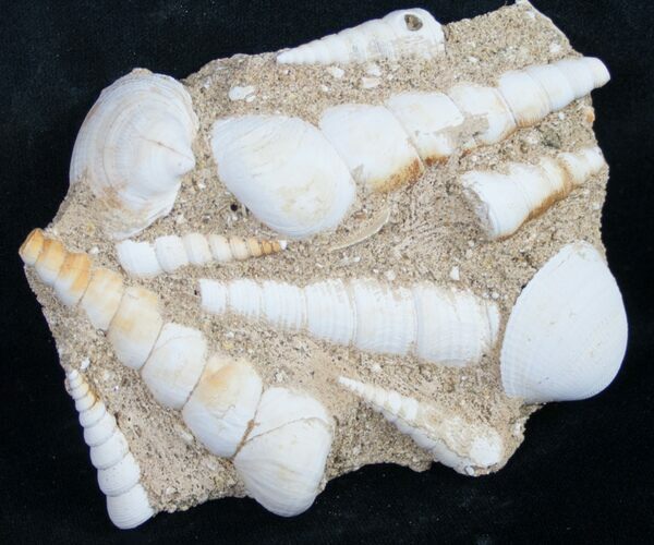 Large Fossil Turritella (Gastropod) From France For Sale (#8810) - FossilEra.com